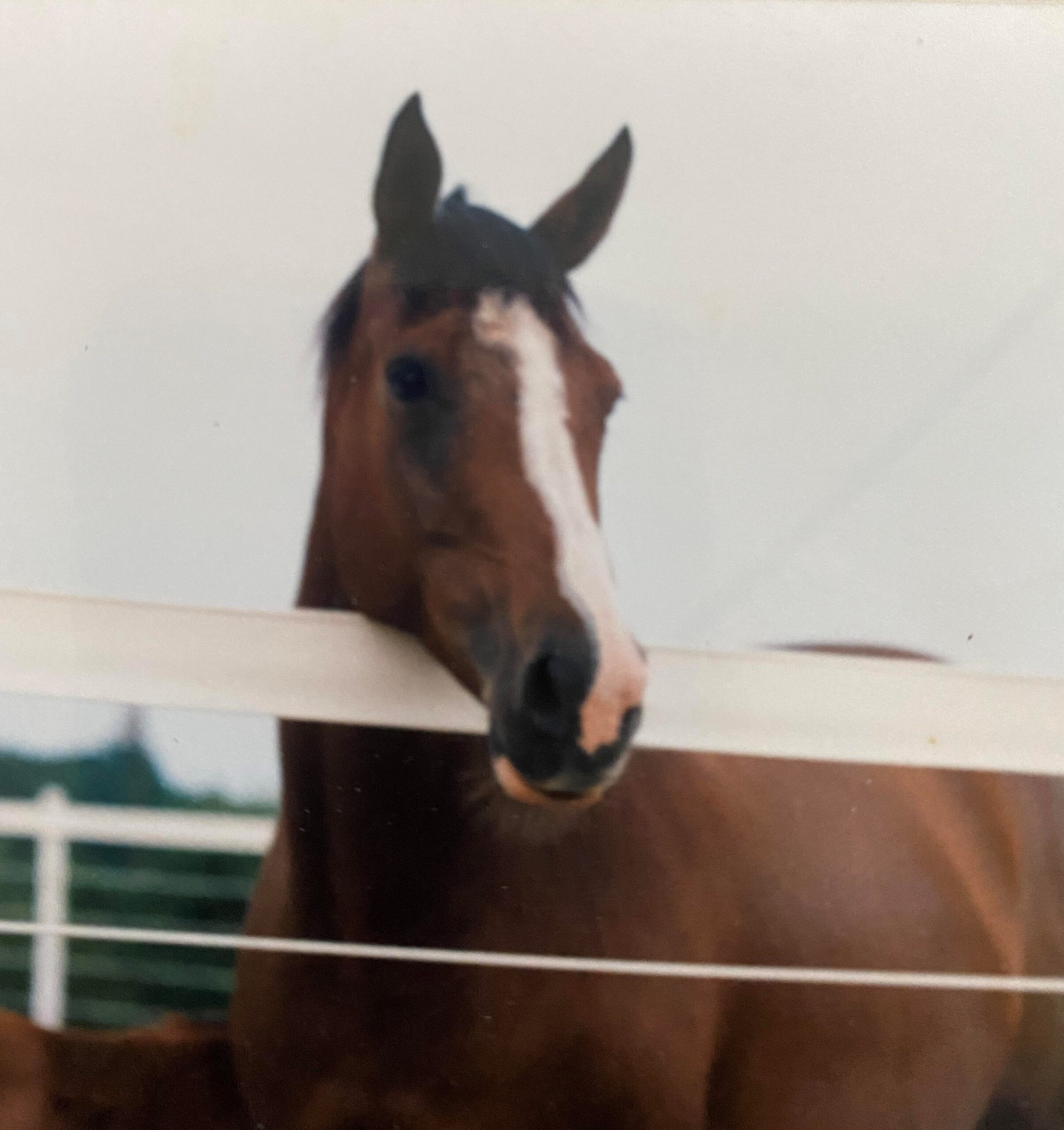 Who Can Communicate with Animals? You Can! - Three Cedars Reiki